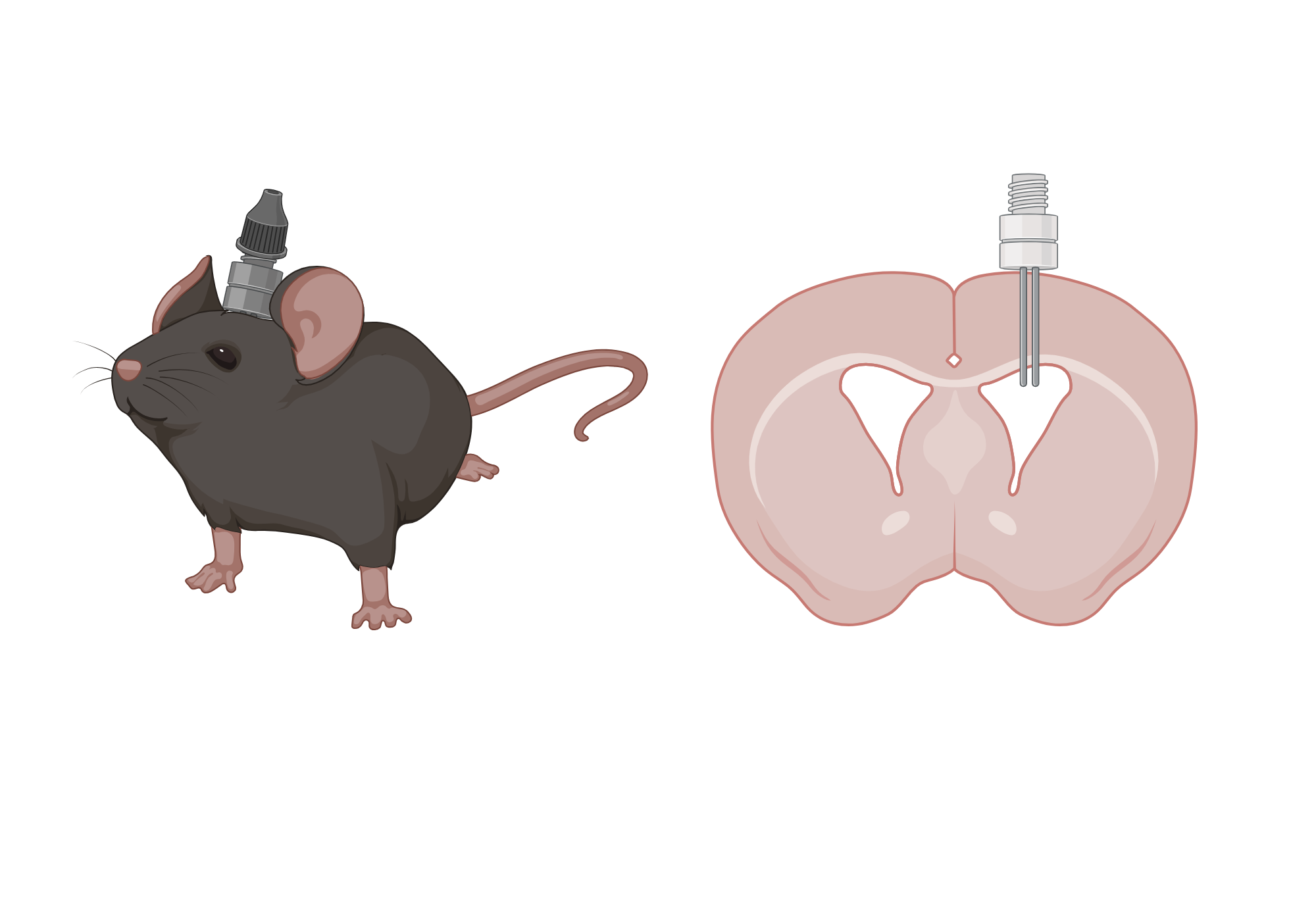mouse cannula implantation into the lateral ventricle | BioRender ...