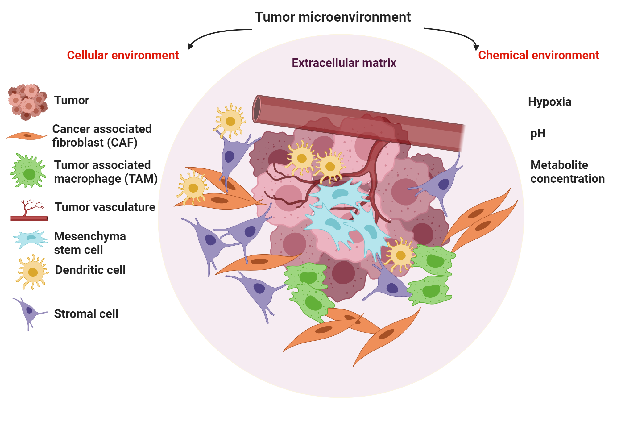 Tumor microenvironment | BioRender Science Templates