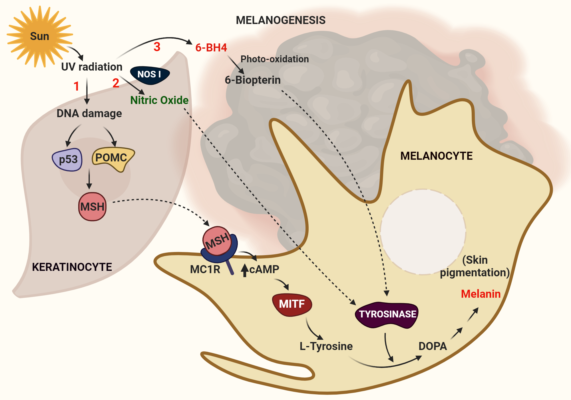 Melanogenesis | BioRender Science Templates