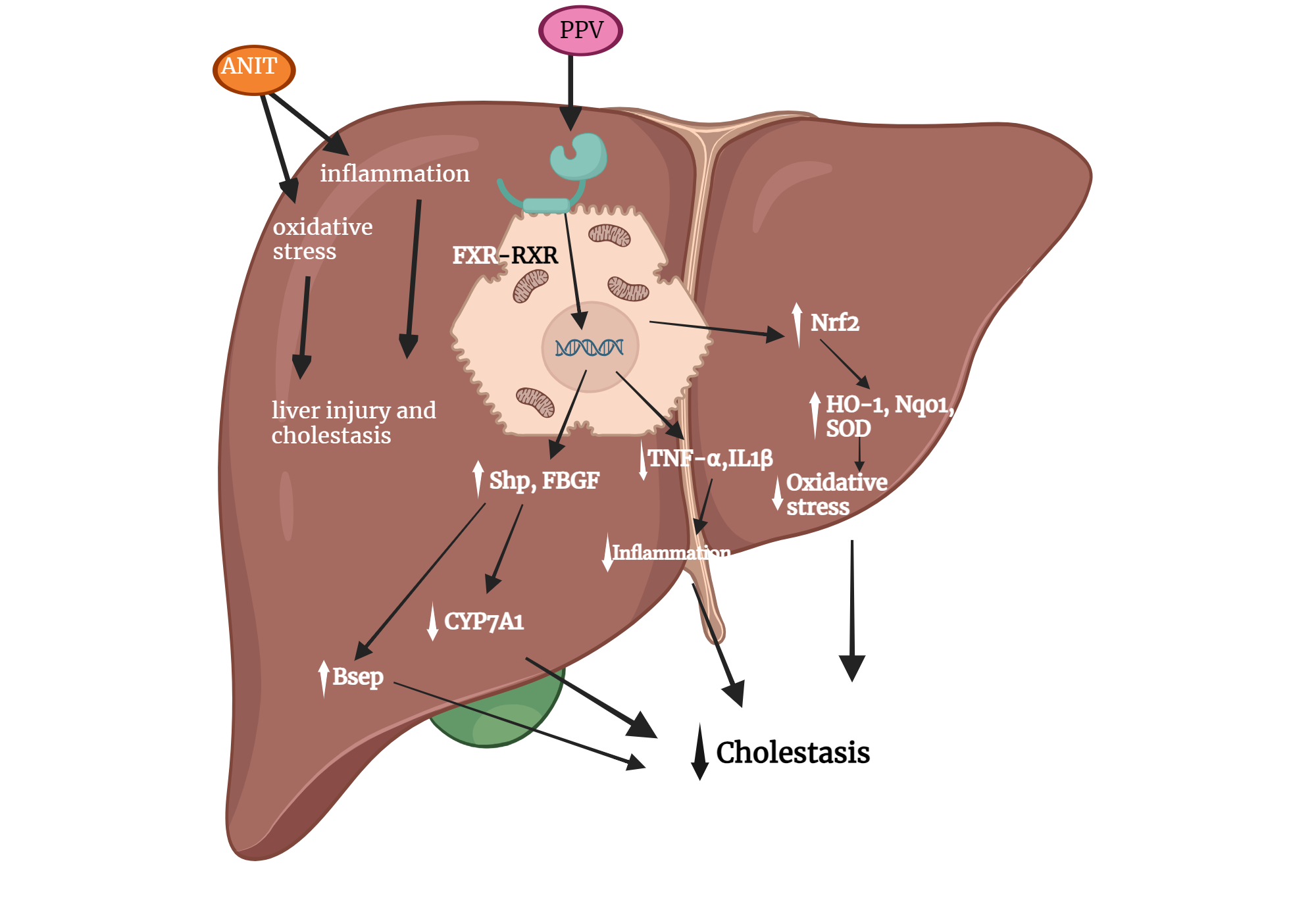 Papaverine attenuates ANIT induced cholestasis | BioRender Science ...