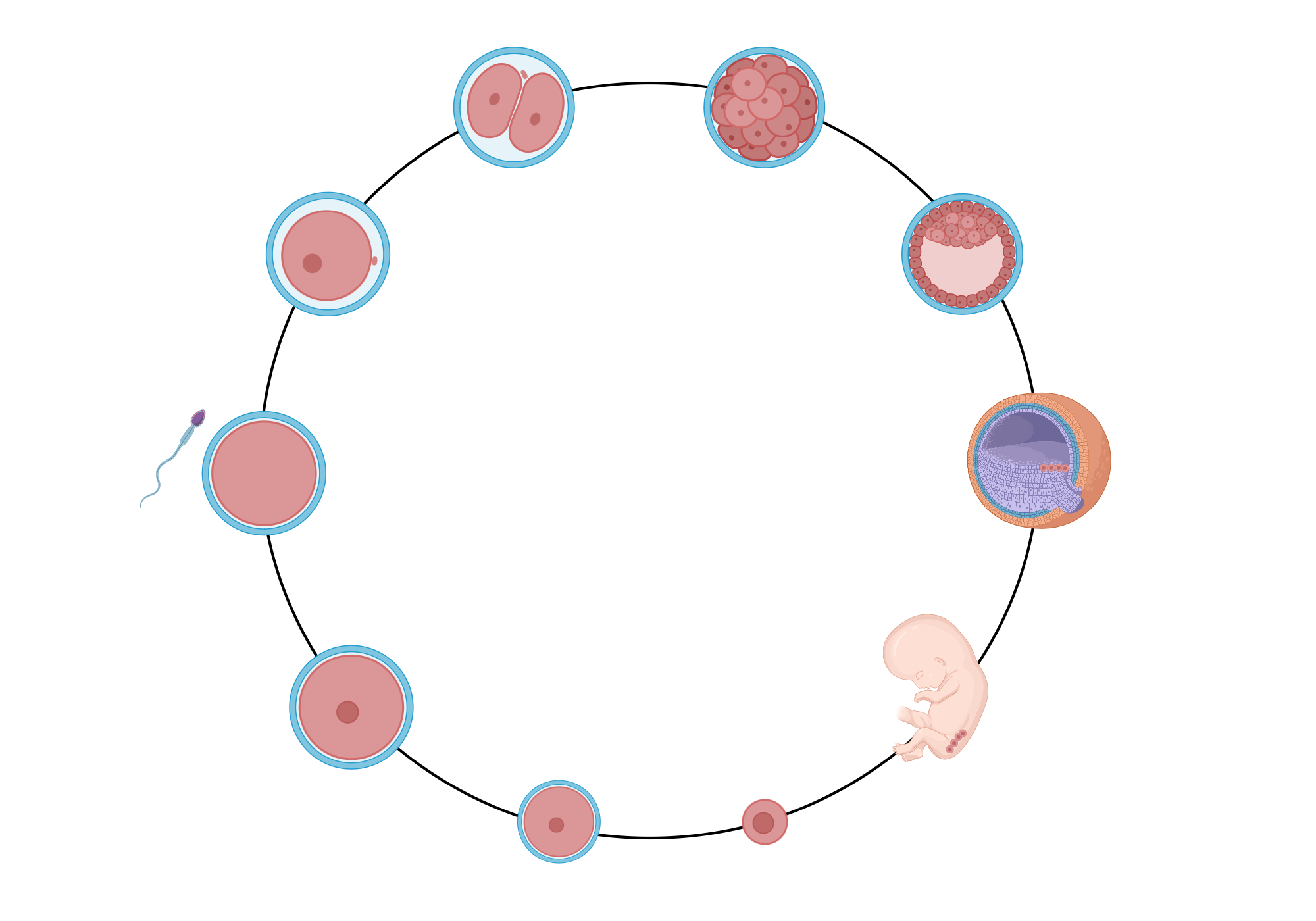 Human - Germ cell cycle | BioRender Science Templates