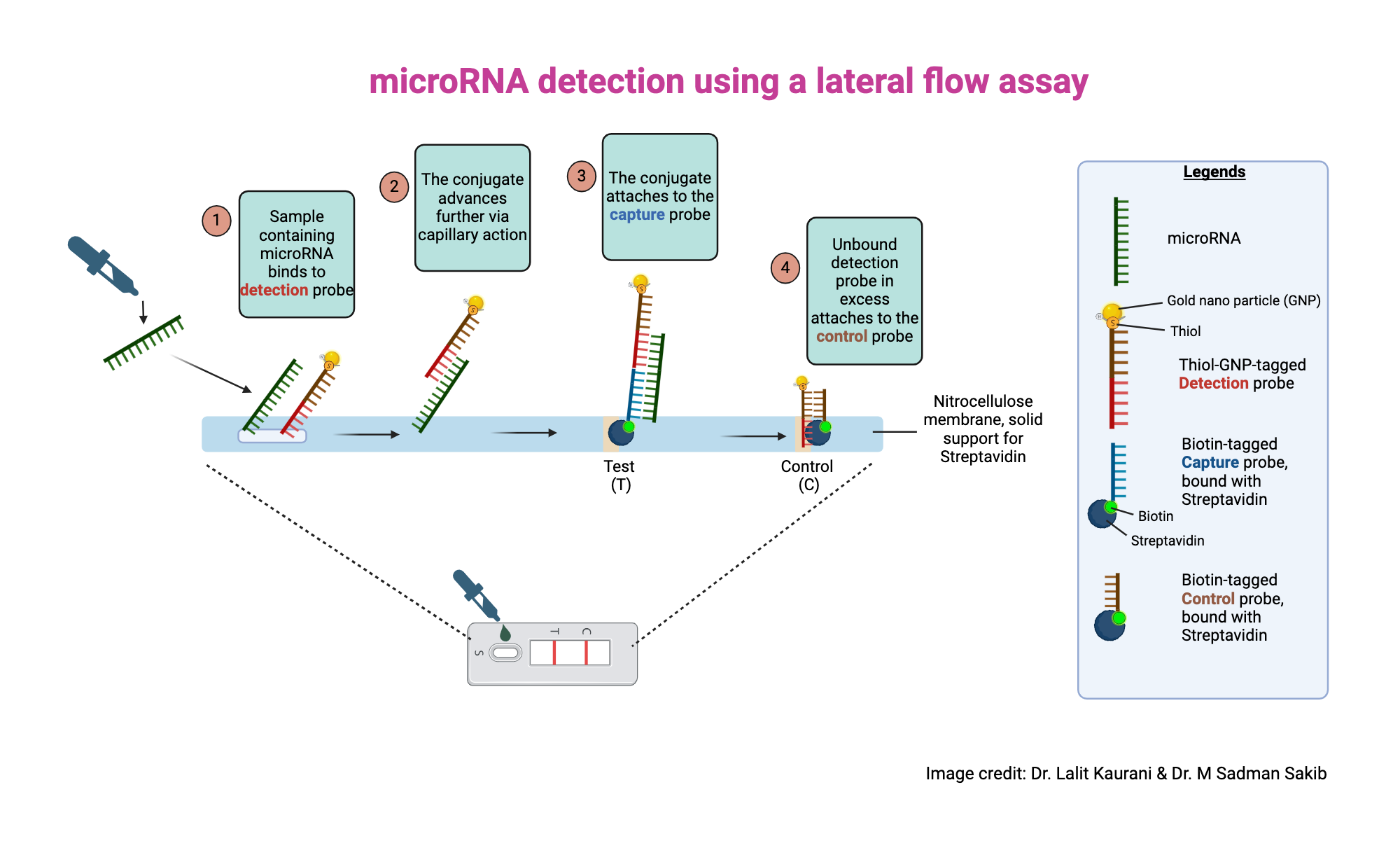 microRNA detection using a lateral flow assay | BioRender Science Templates