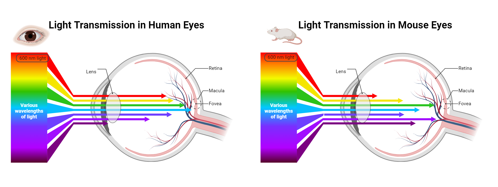 Relative Visual Wavelength Sensitivity In Humans And Mice Biorender