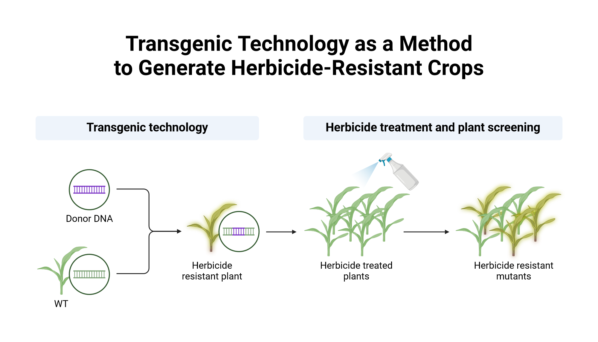 Transgenic Technology as a Method to Generate Herbicide-Resistant Crops ...