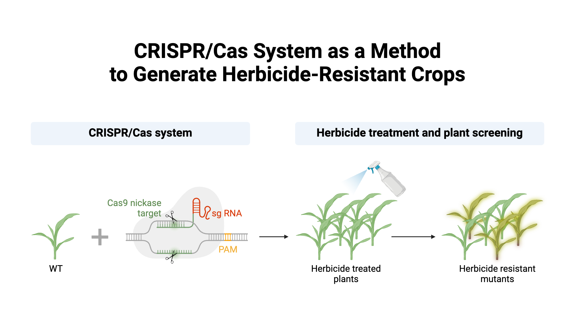 CRISPR/Cas System as a Method to Generate Herbicide-Resistant Crops ...