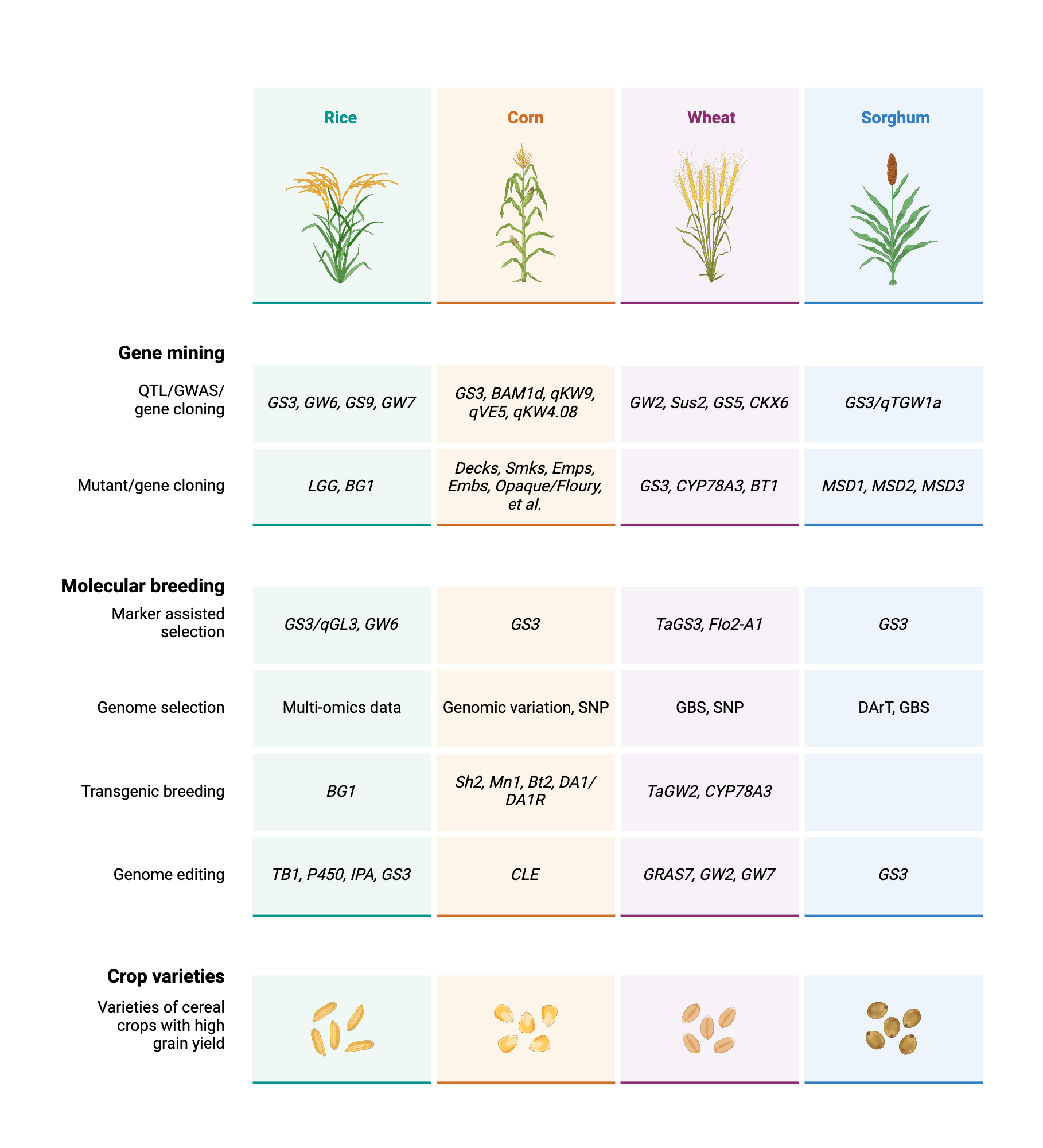 Molecular Approaches for High Grain Yield in Crops | BioRender Science ...