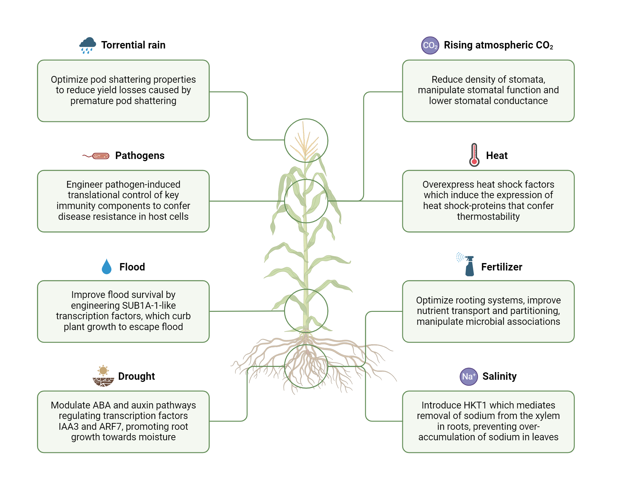 Genome Editing to Develop High-Yielding and Climate Resilient Crops ...