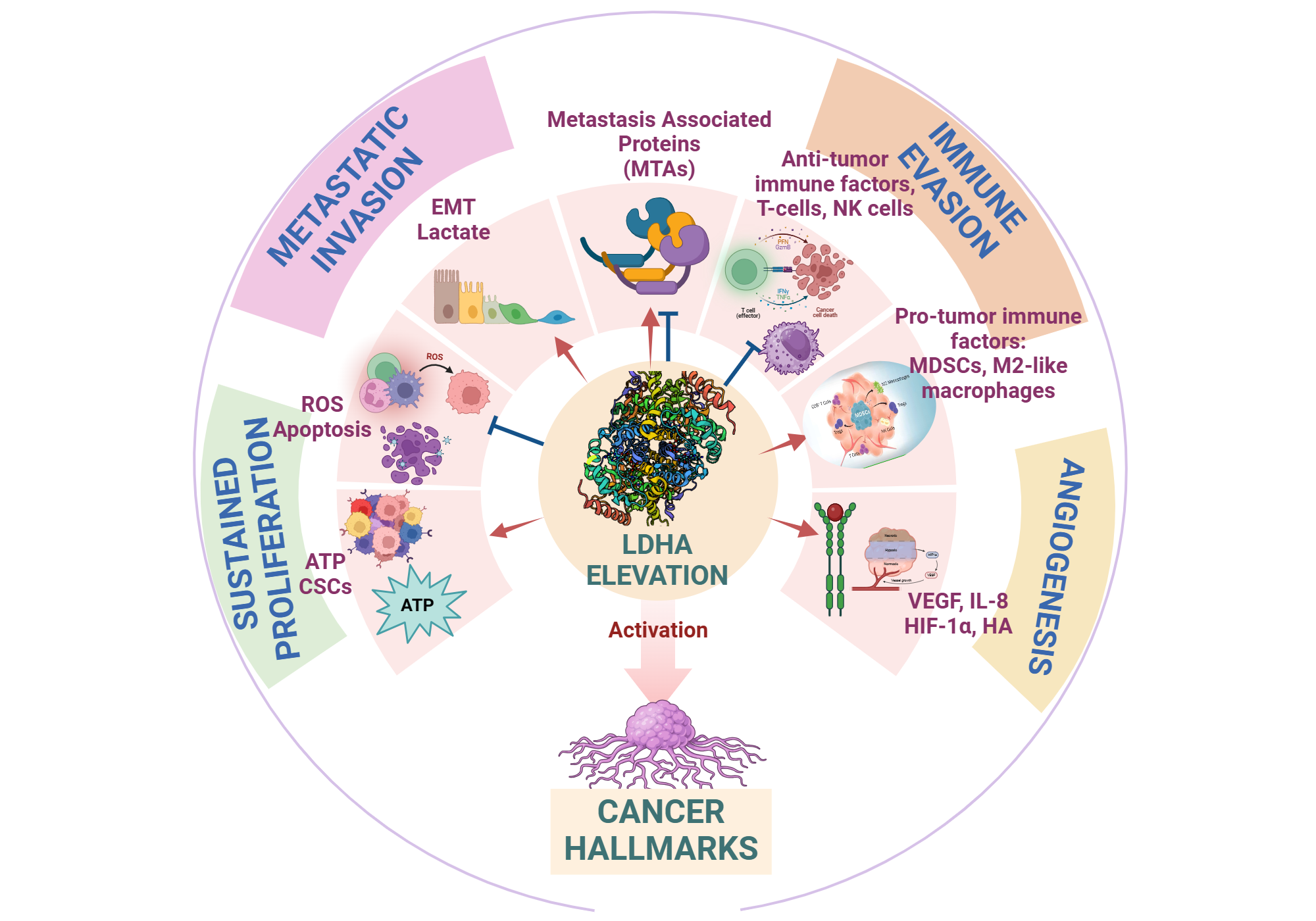 Upregulated LDHA | BioRender Science Templates