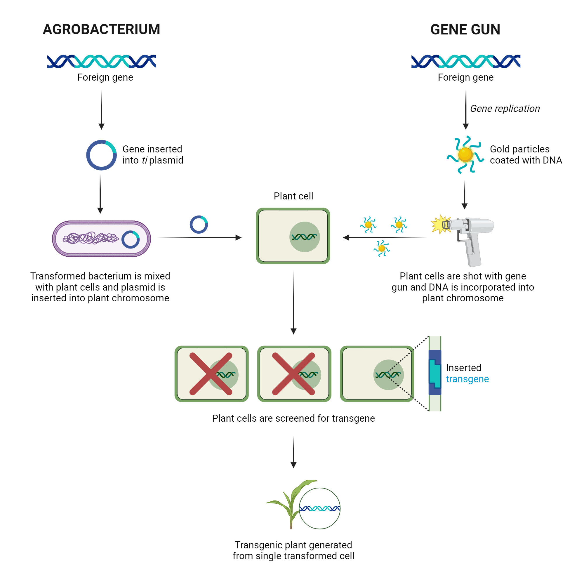 Engineering Bt Corn to Combat Pest Invasion | BioRender Science Templates