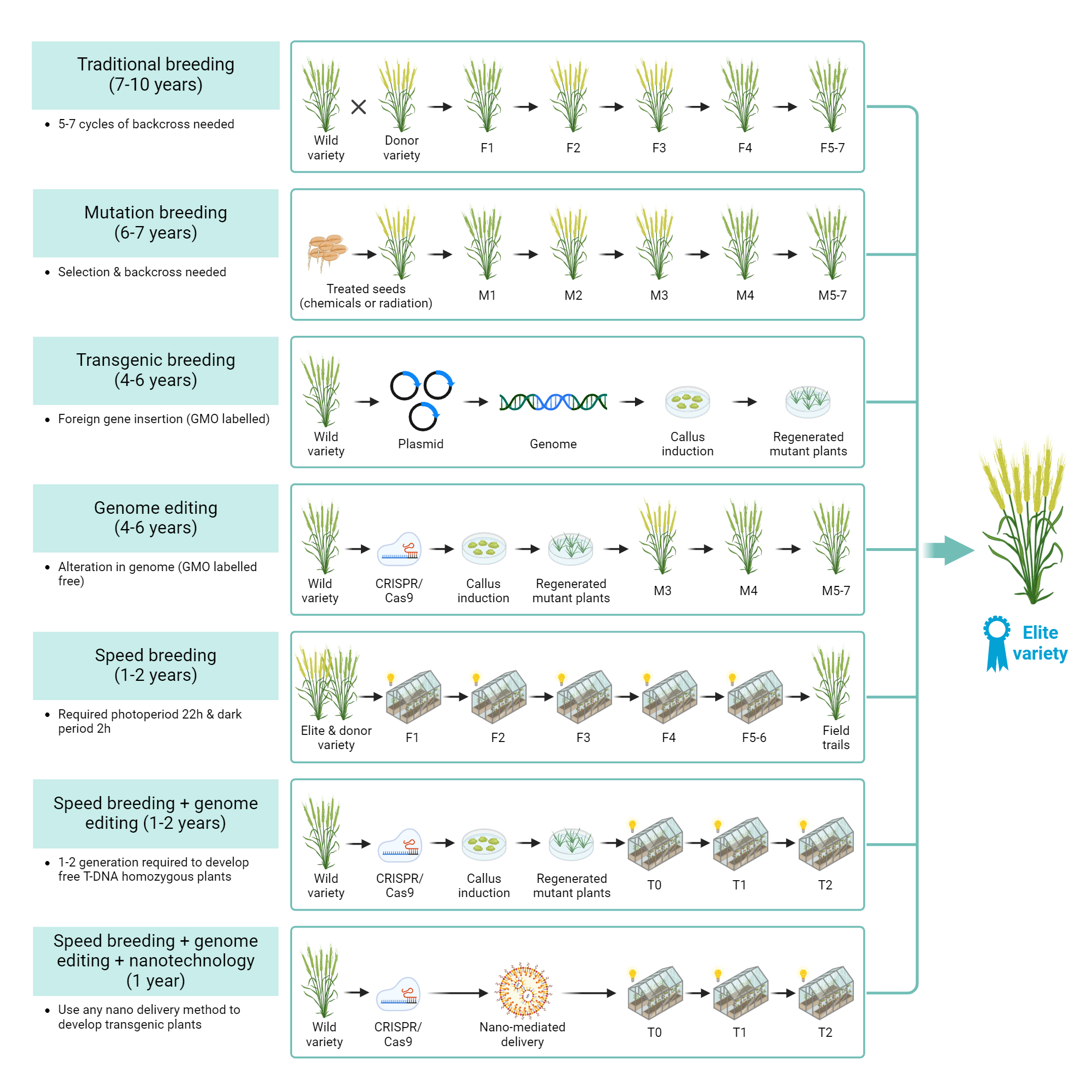 Plant Breeding and Time-Saving Strategies for Crop Improvement ...