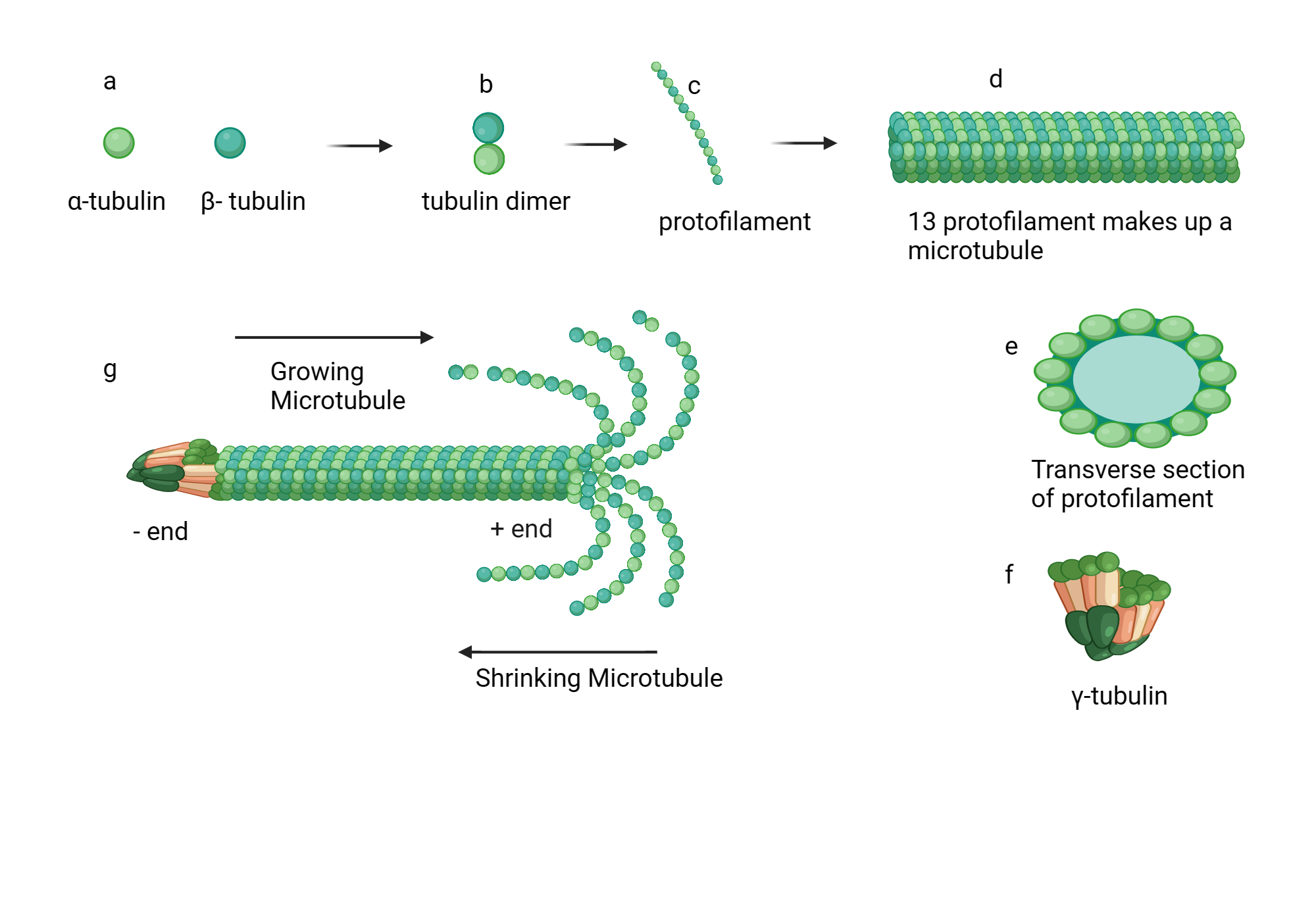 Structural Component of the microtubule | BioRender Science Templates