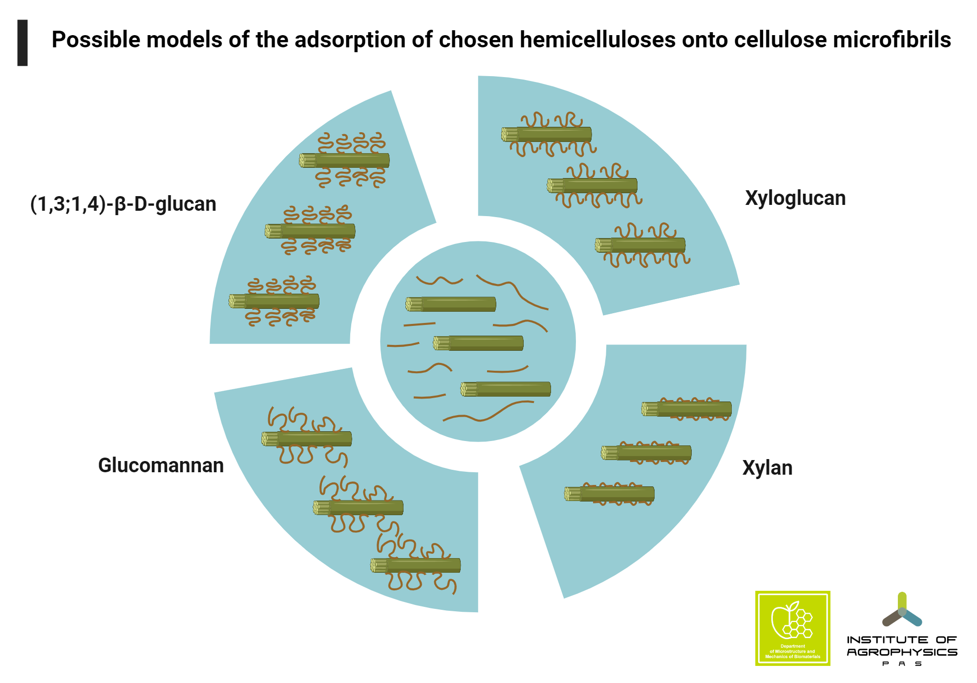 Possible models of the adsorption of chosen hemicelluloses onto ...