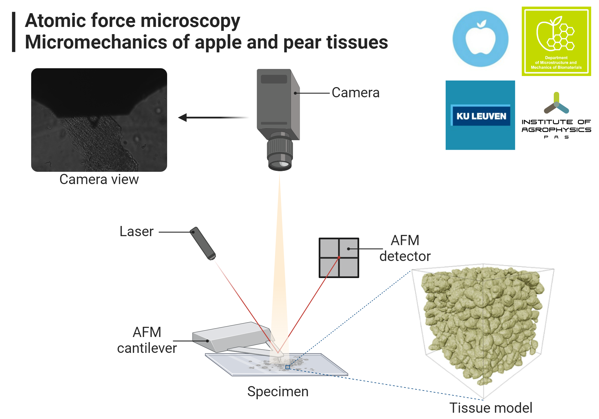 Atomic force microscopy - Micromechanics of apple and pear tissues ...