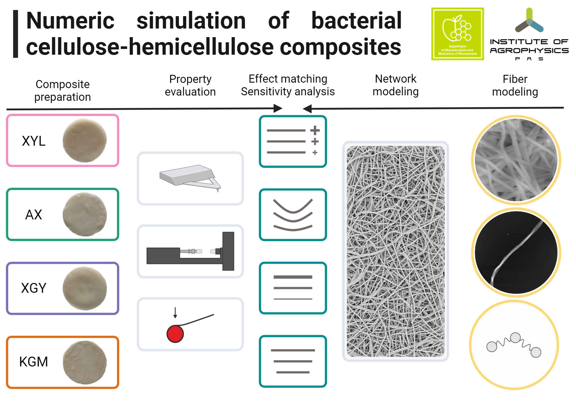 Numeric simulation of bacterial cellulose-hemicellulose composites ...