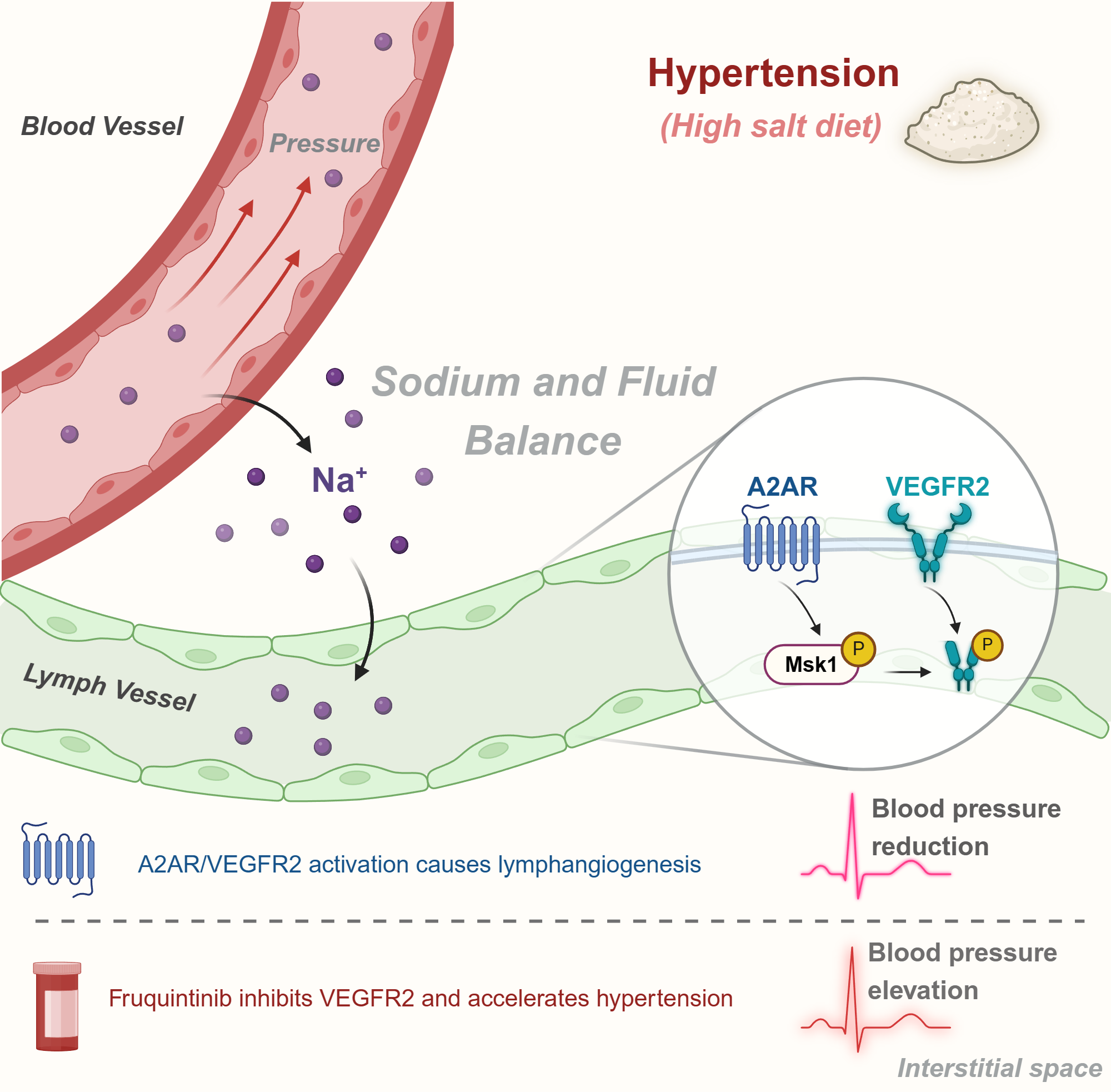 The roles and mechanisms of LEC–A2AR in skin lymphangiogenesis during ...