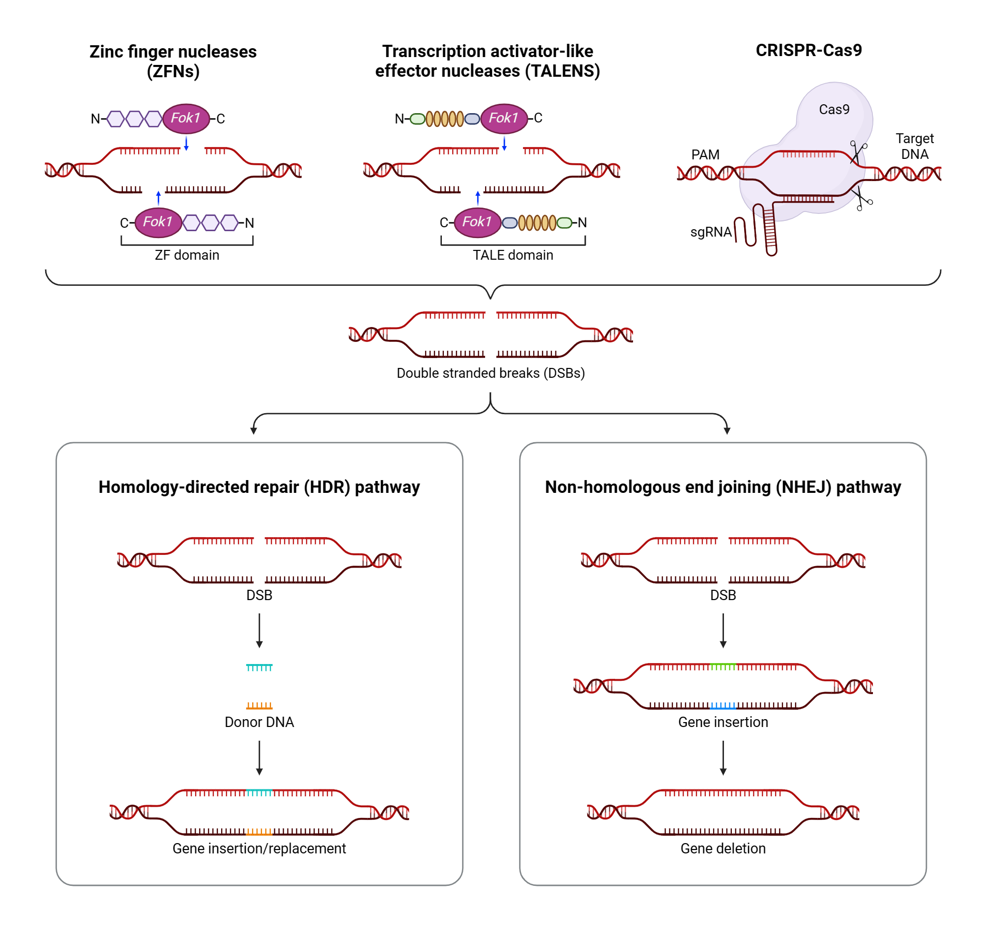 Mechanism of Genome Editing Tools | BioRender Science Templates
