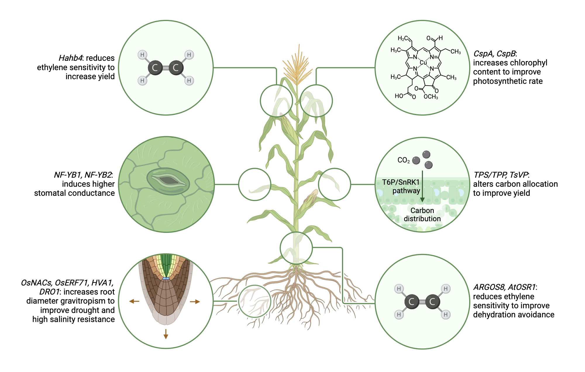 Genes Contributing to Drought Resistance in Corn | BioRender Science ...