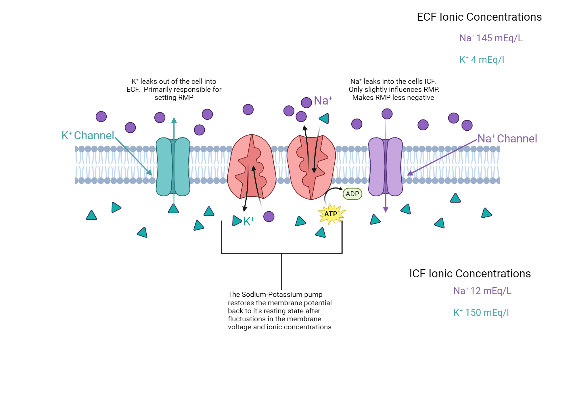 Ionic Basis for Membrane Potential | BioRender Science Templates