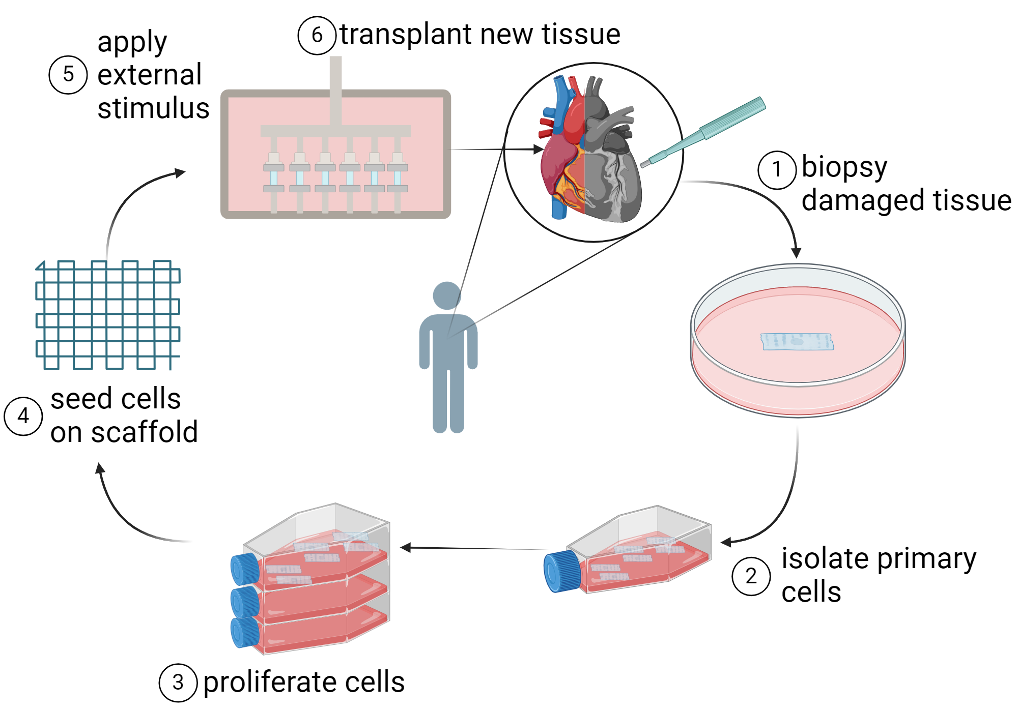 Goals of Tissue Engineering | BioRender Science Templates