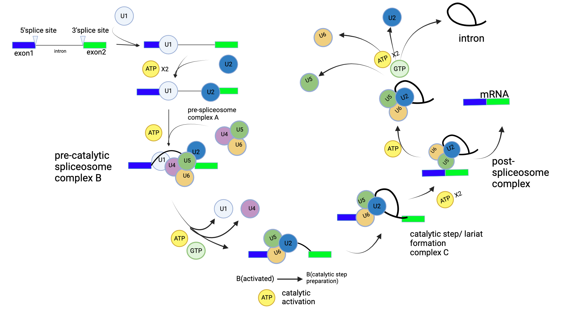 Spliceosome assembly | BioRender Science Templates
