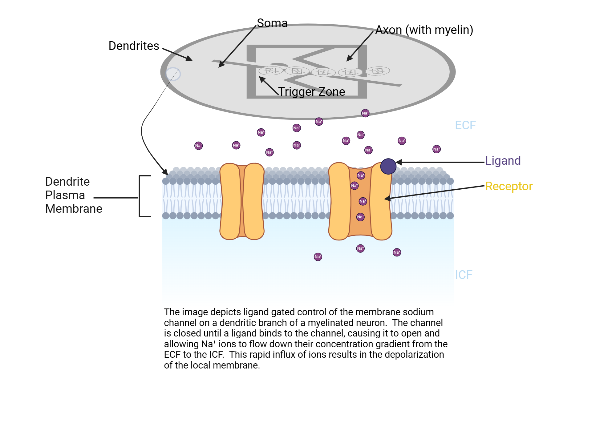 Dendritic Membrane Depolarization | BioRender Science Templates