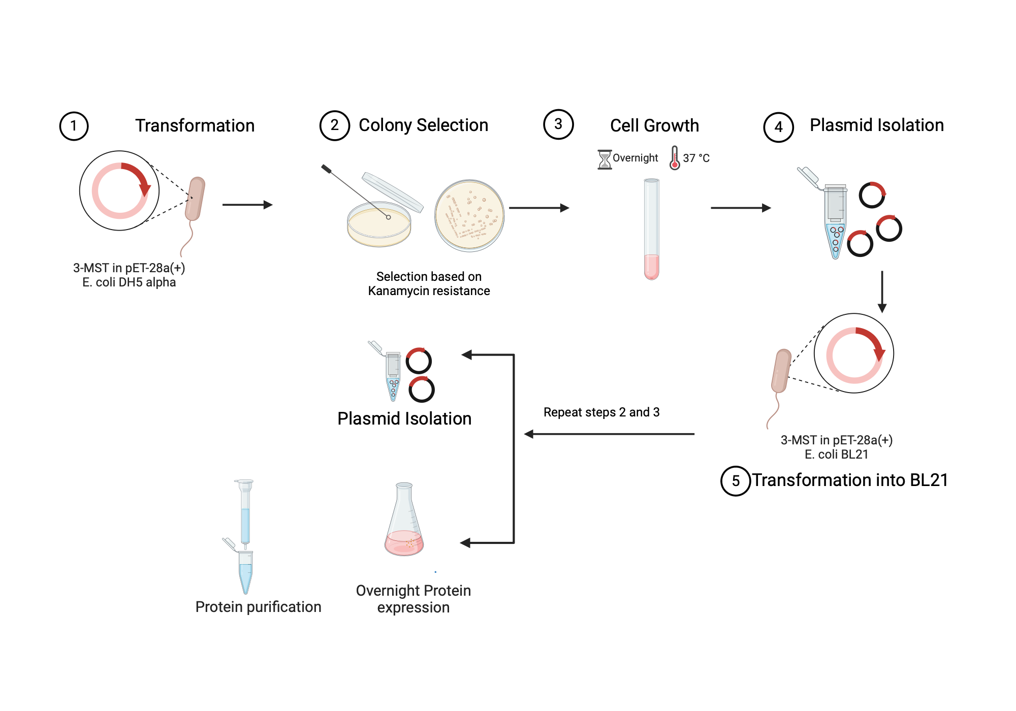 protein expression in dh5 and bl21 | BioRender Science Templates