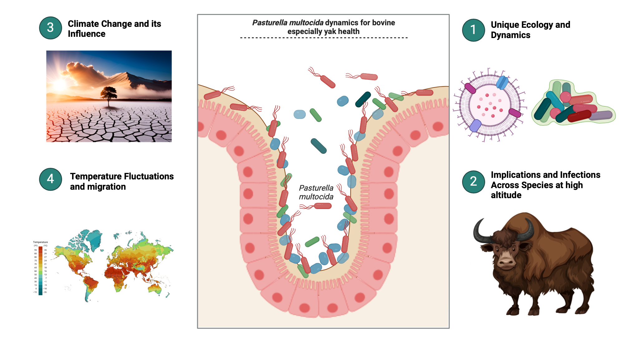Exploring the intricacies of Pasturella multocida dynamics in high ...