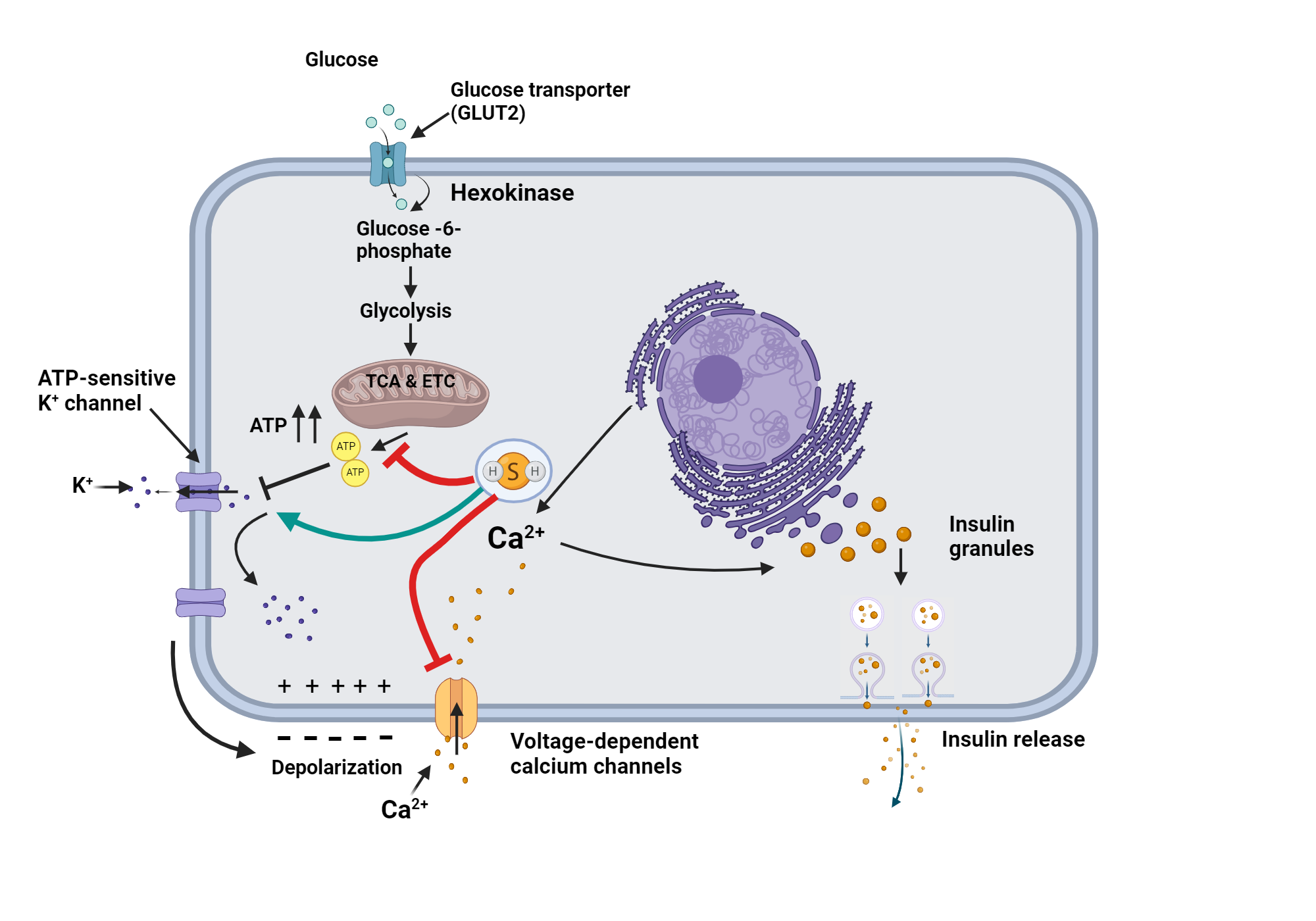 H2S-mediated inhibition of Insulin secretion from pancreatic β-cells ...
