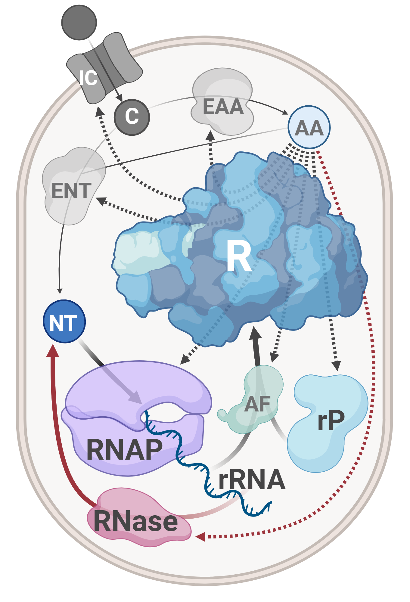 A simple self-replicating cell | BioRender Science Templates