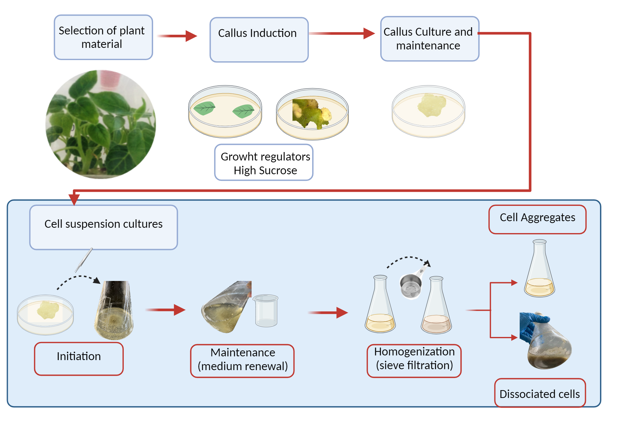 Plant cell suspensions establishment | BioRender Science Templates