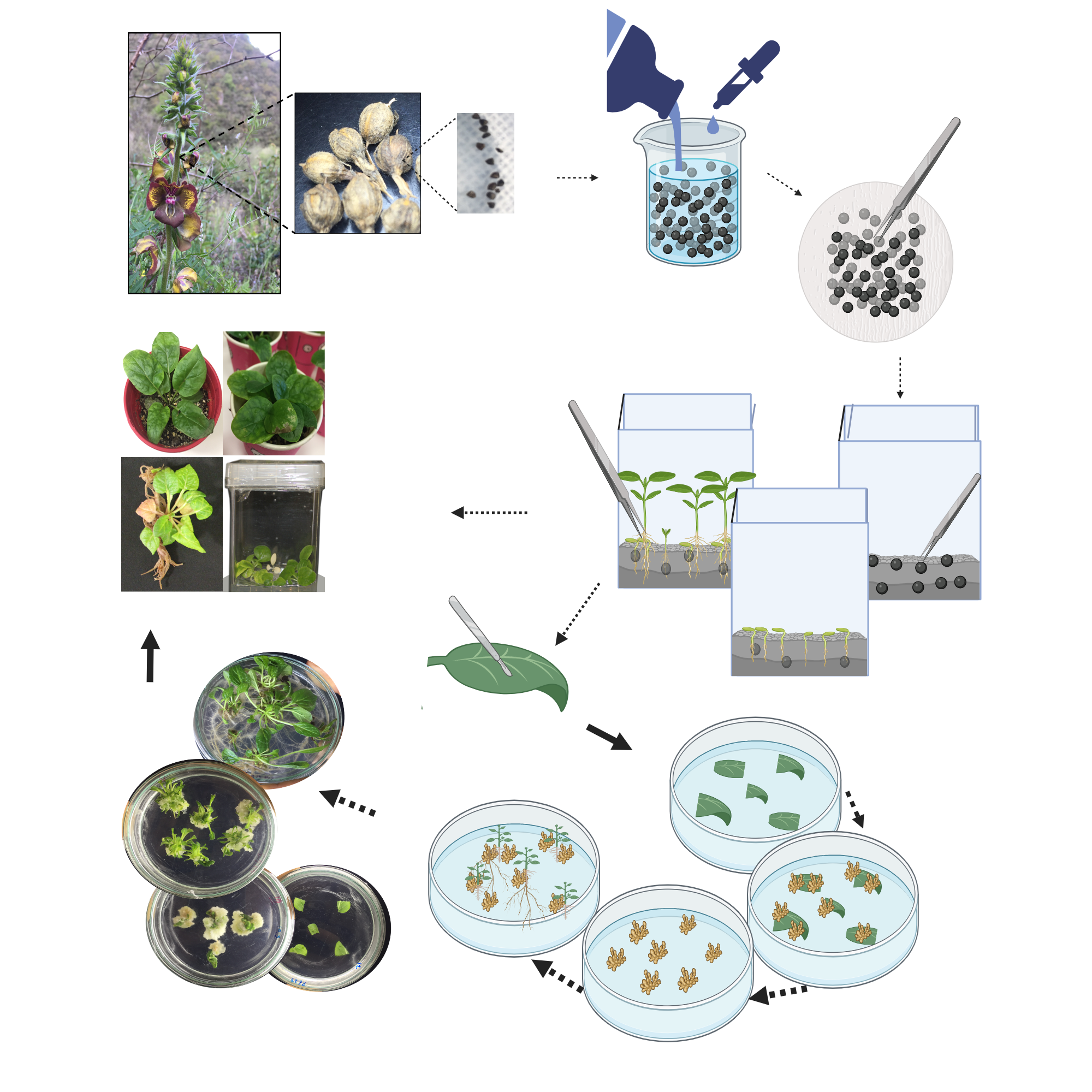 Plant tissue culture | BioRender Science Templates