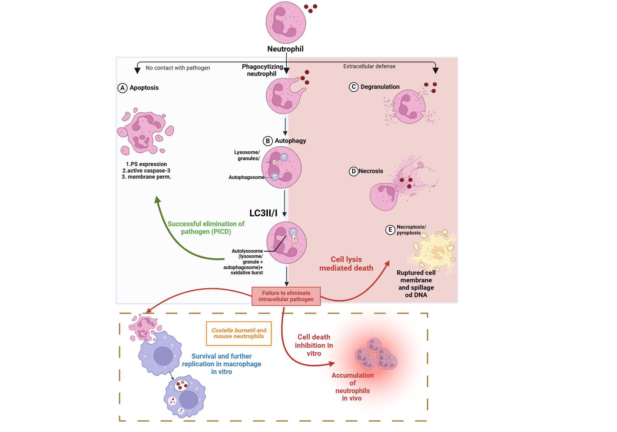 Neutrophil death is intertwined with its immune response | BioRender ...