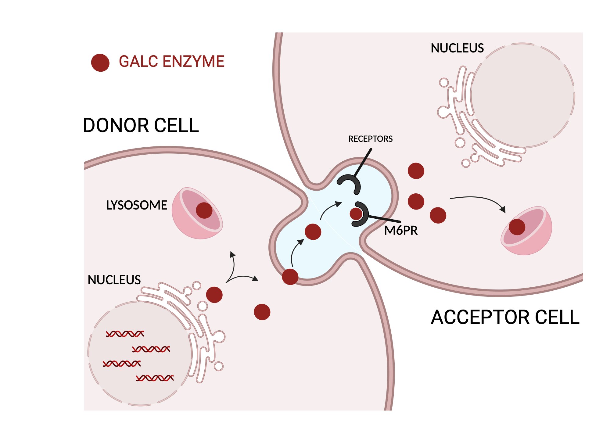 Cross-correction mechanism | BioRender Science Templates