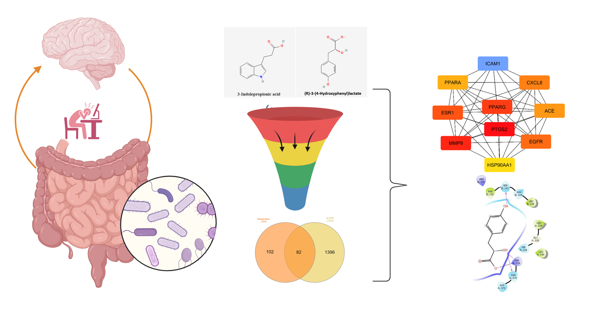 The analysis of gut microbiota, coupled with network pharmacology and ...
