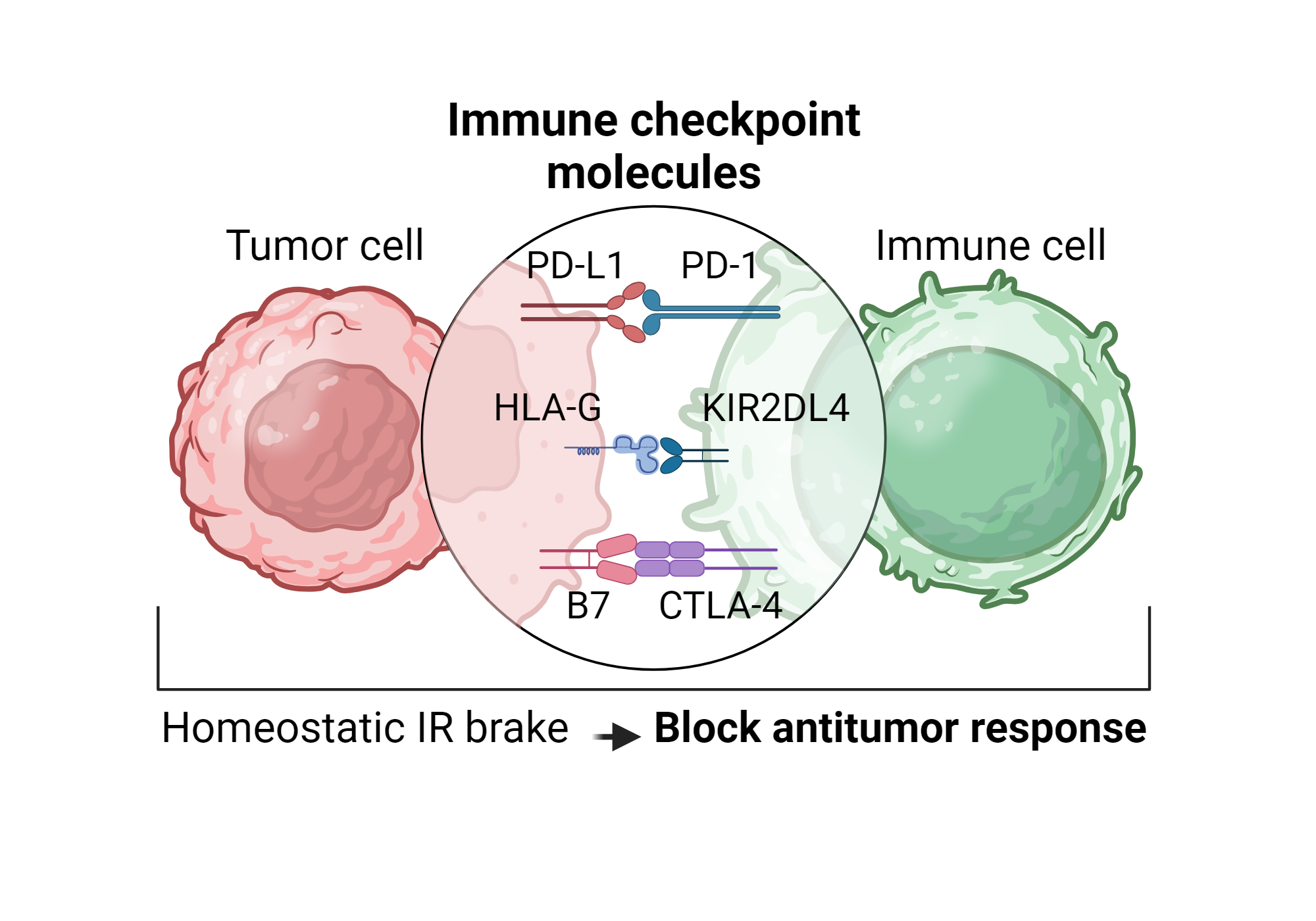Immune checkpoints molecules decrease T cell antitumoral response ...