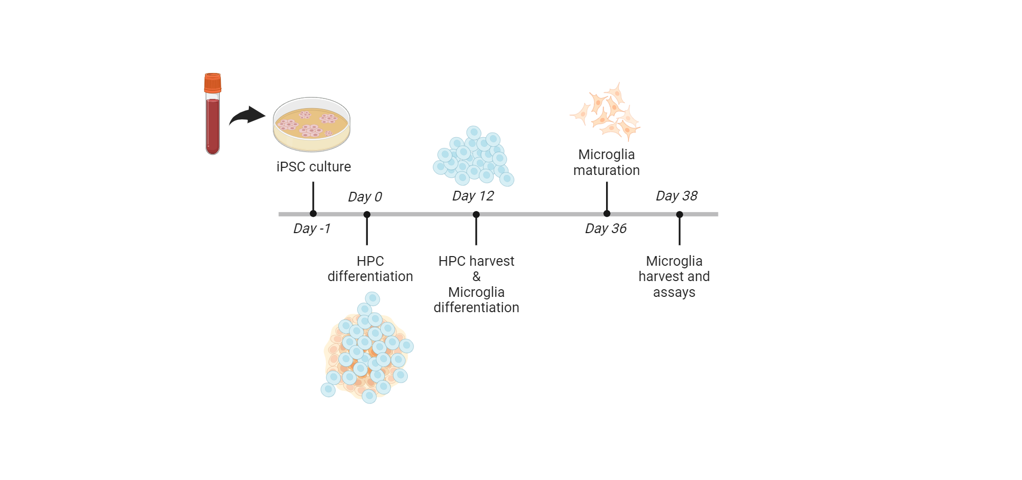 iPSC-derived Microglia Protocol | BioRender Science Templates