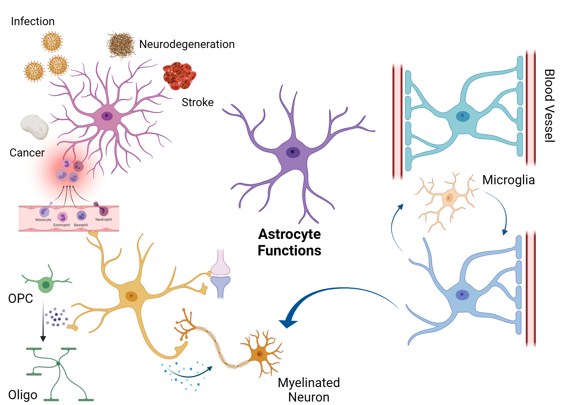 Astrocyte Functions | BioRender Science Templates