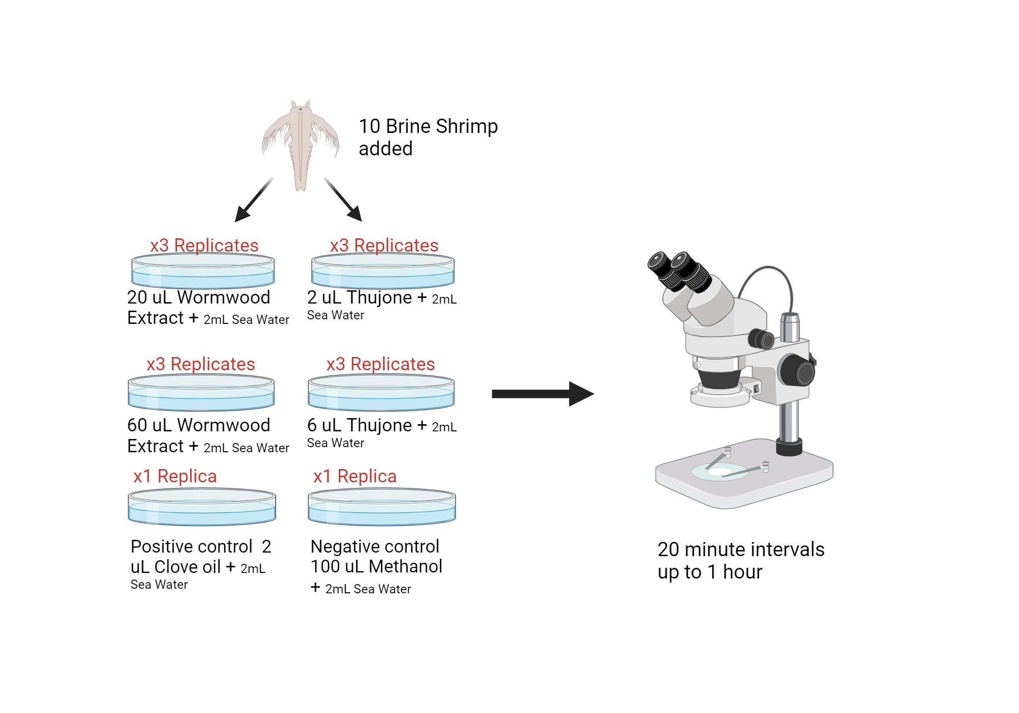 Brine Shrimp Assay Of Thujone And Wormwood Biorender Science Templates
