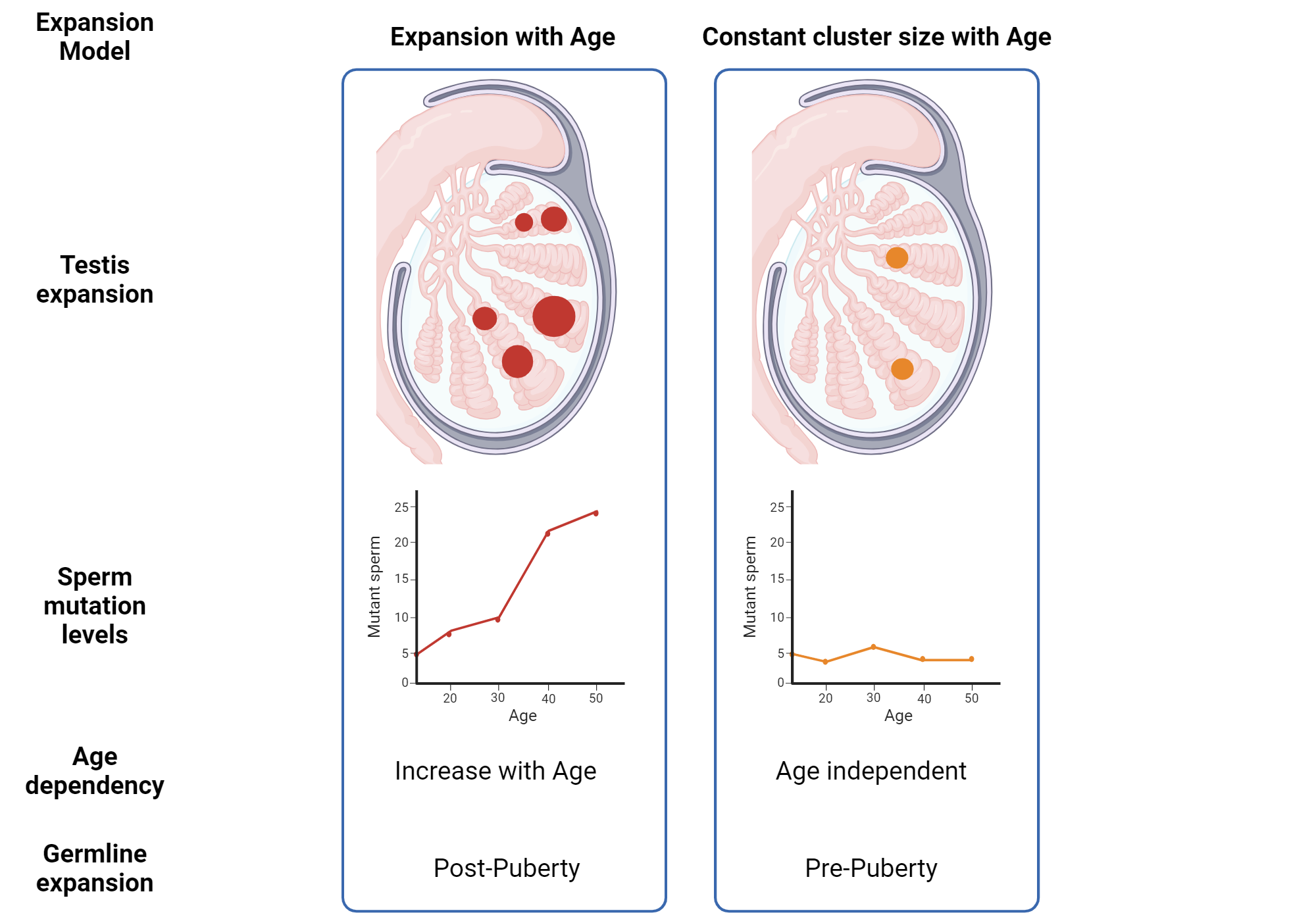 Mutation expansion models in Testis | BioRender Science Templates