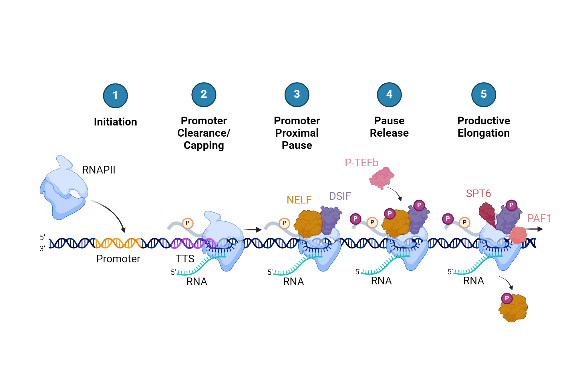Transcription Promoter Proximal Pause and Pause Release | BioRender ...