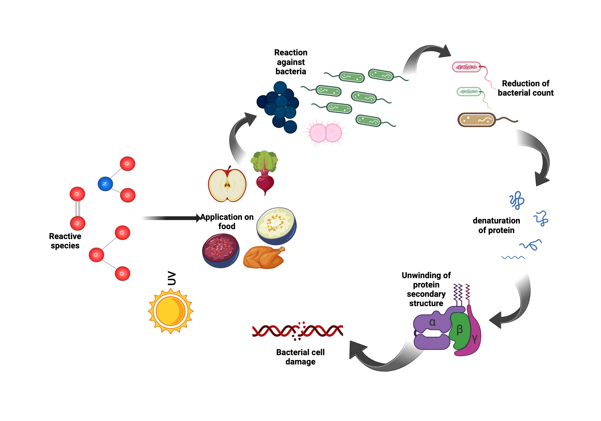 The Diverse Effects of Reactive Species generated by cold plasma on ...