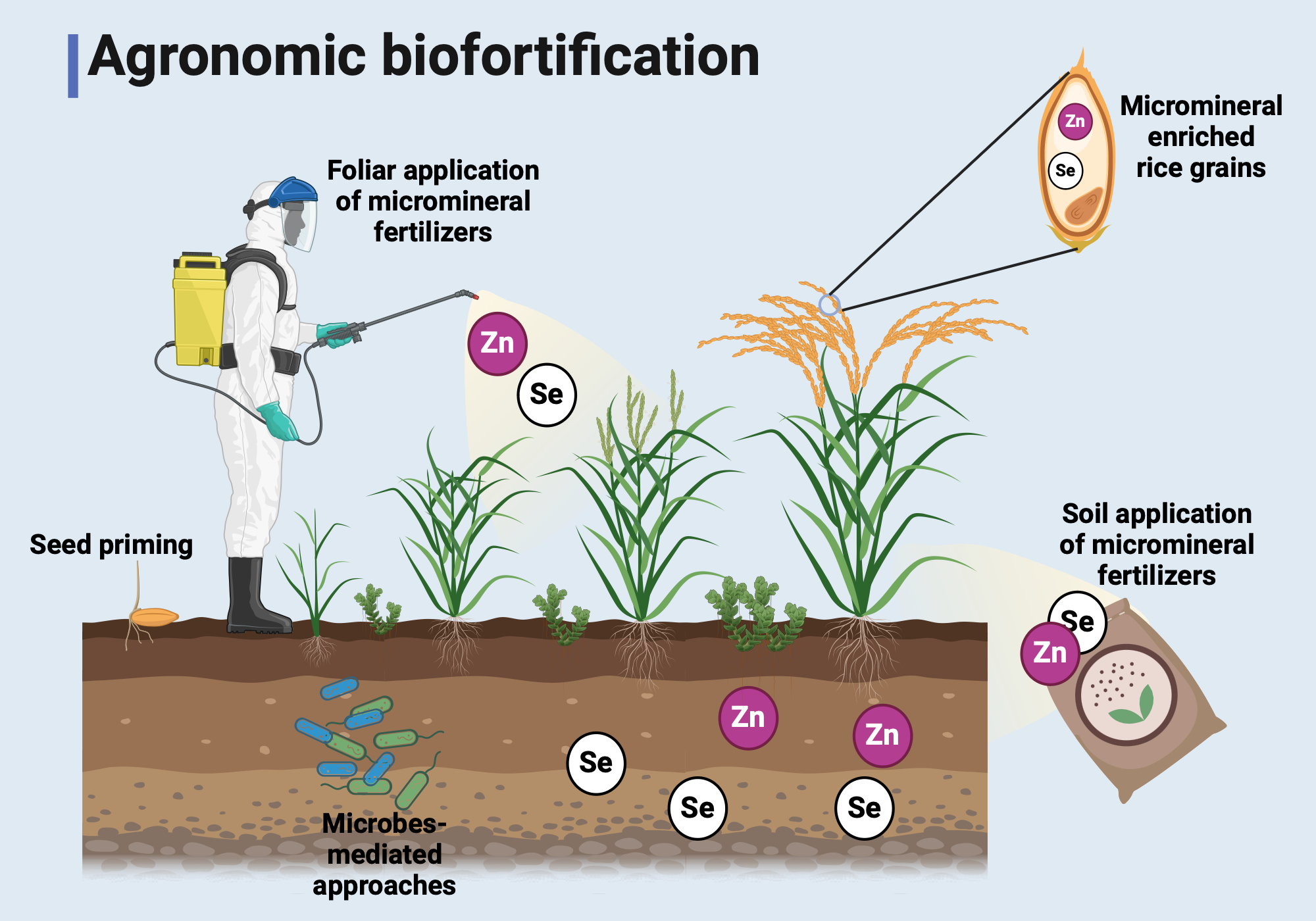 Agronomic biofortification | BioRender Science Templates
