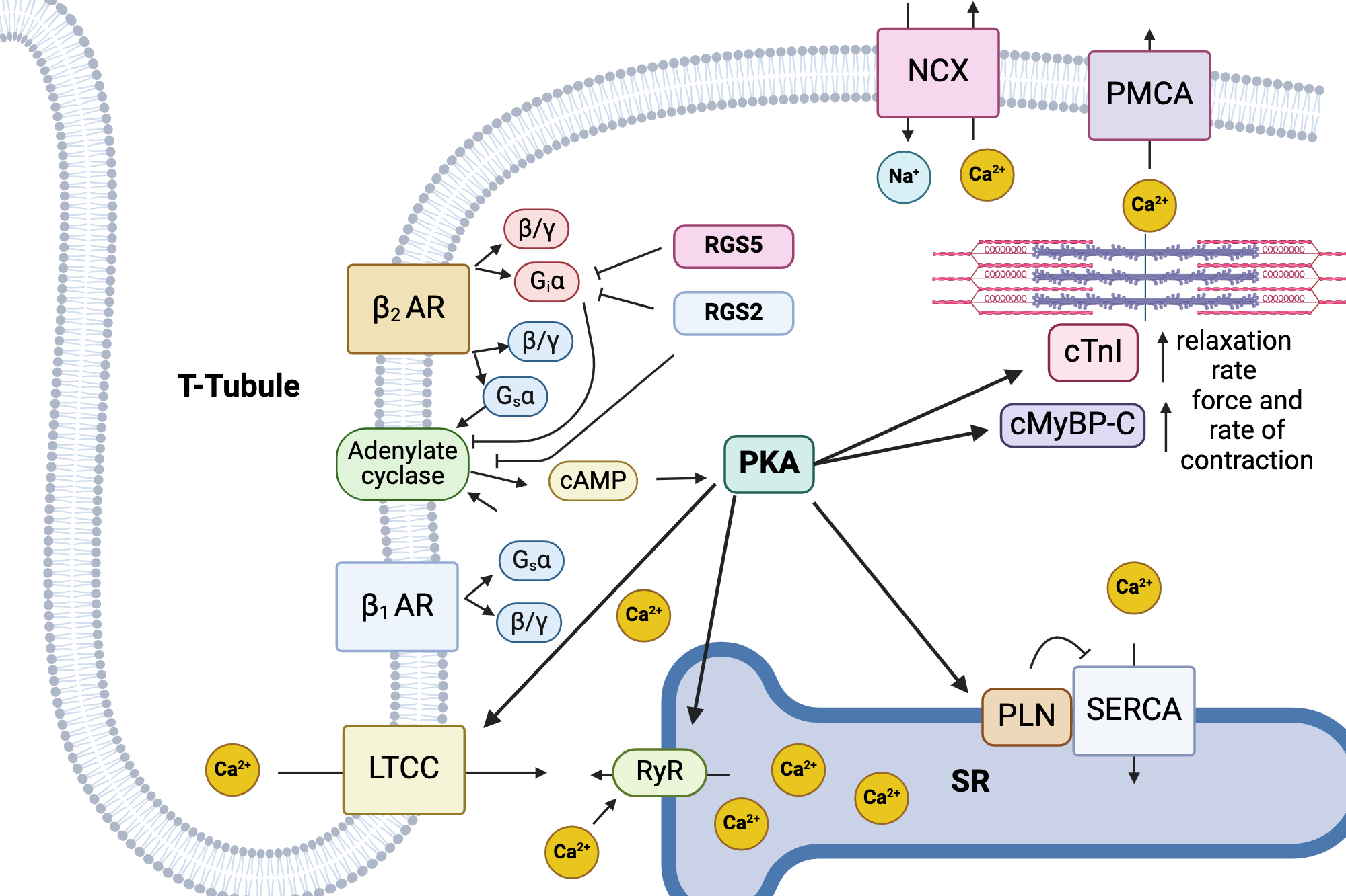 Beta-adrenergic signaling influence on cardiomyocyte excitation ...