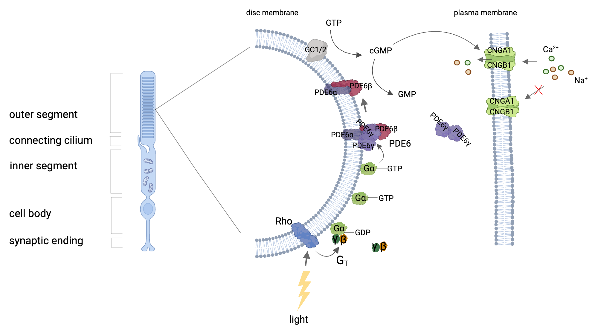 Phototransduction in rod photoreceptor | BioRender Science Templates