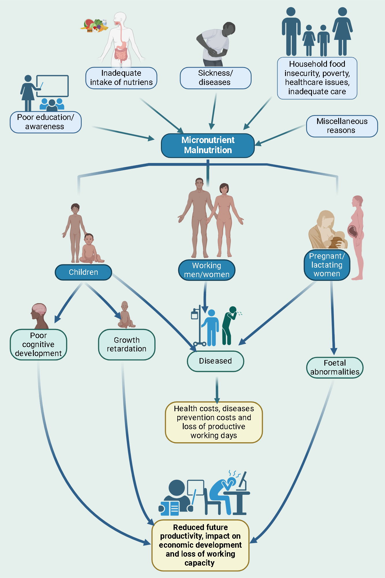 Consequences of the micronutrient malnutrition | BioRender Science ...