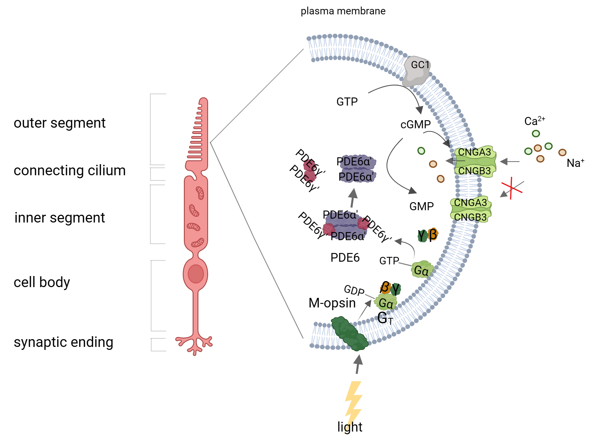 Phototransduction in cone photoreceptor | BioRender Science Templates