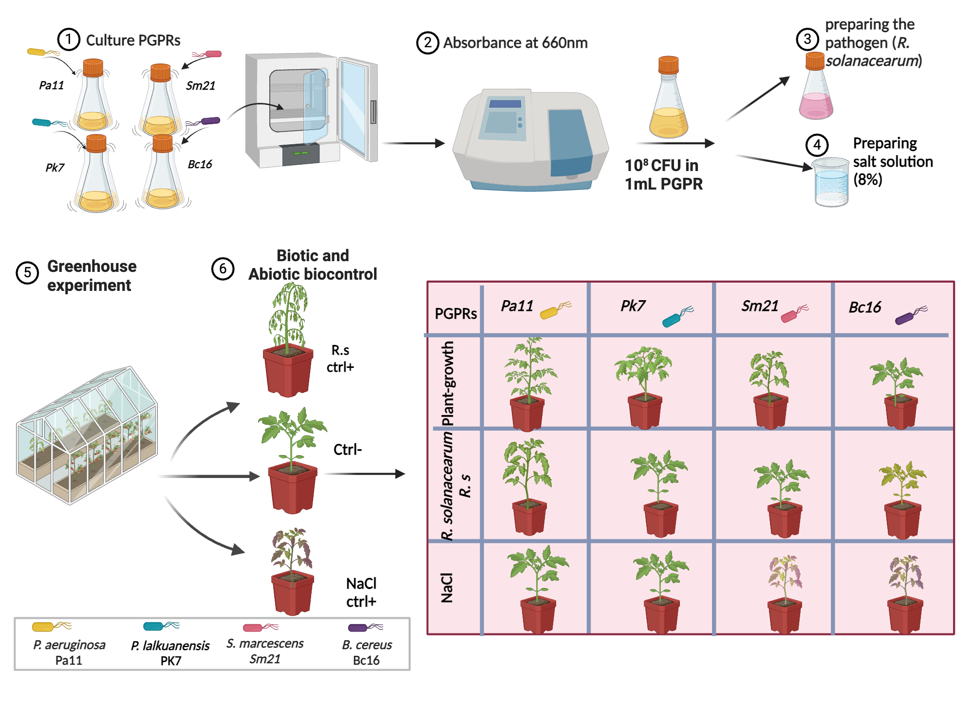Genomic exploration of four novelly identified rhizobacteria as ...