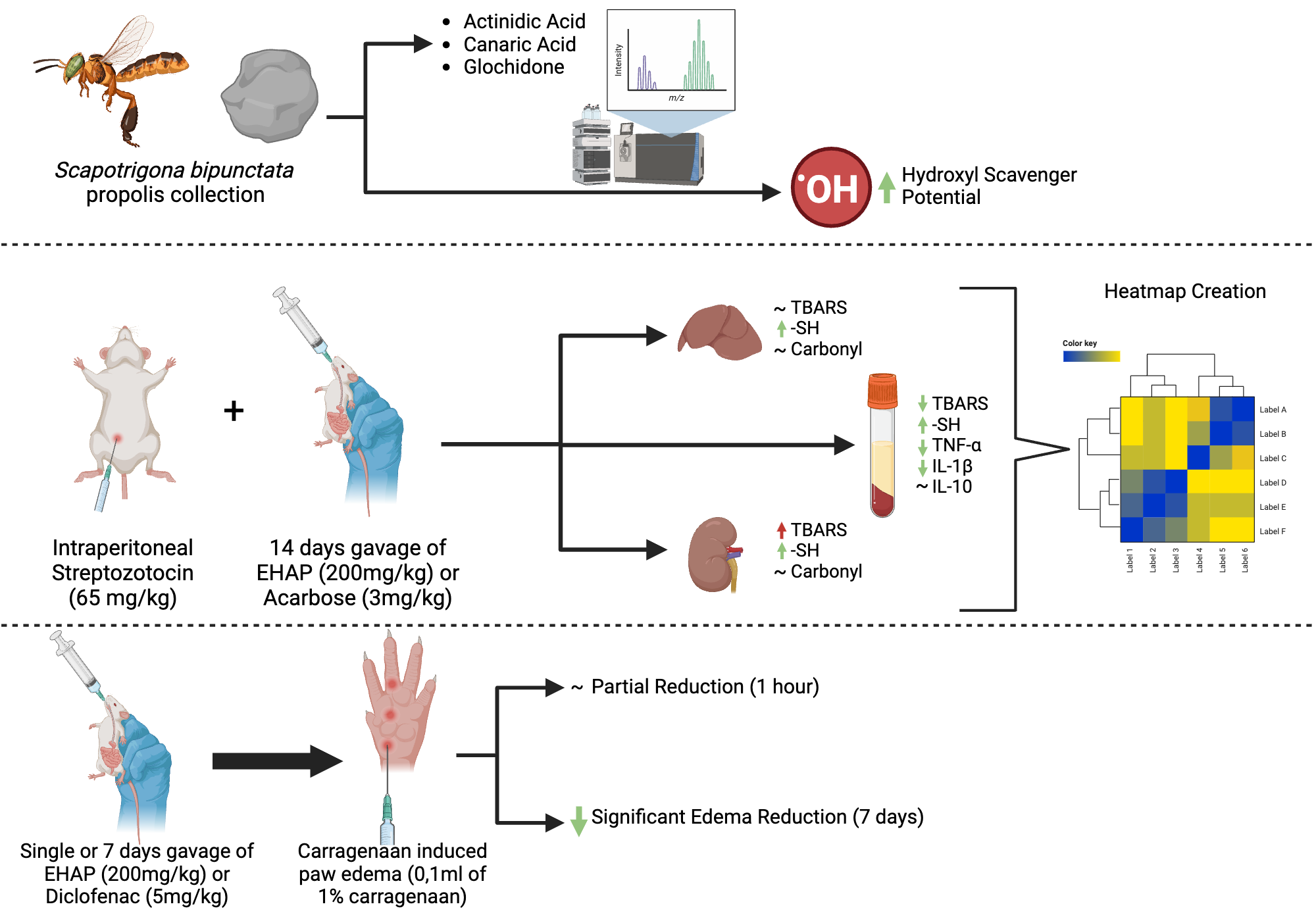 Propolis characterization and in vivo experimental design | BioRender ...