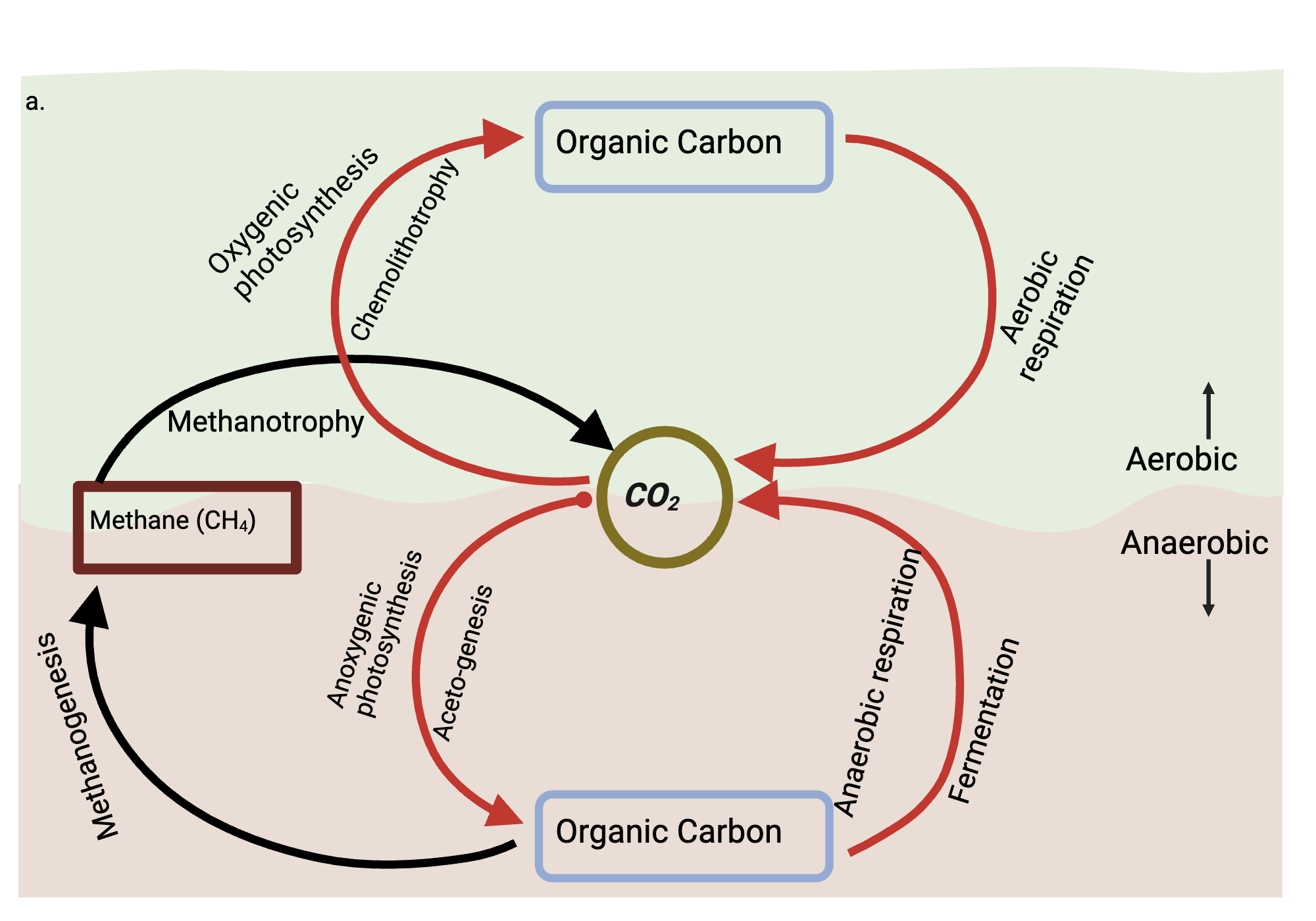 Conceptual frame work for aerobic and anaerobic carbon cycle ...