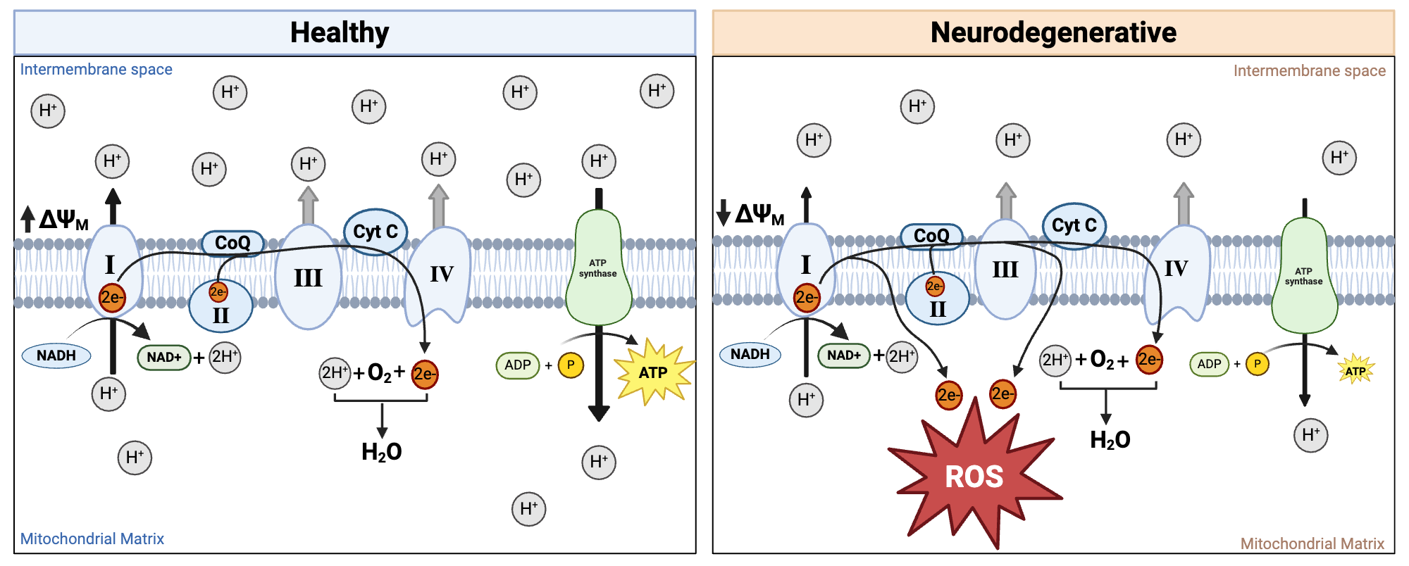 Complex I specific activity is reduced in neurodegeneration | BioRender ...